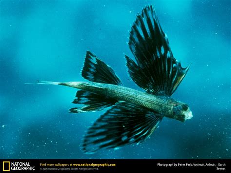 Image Detail For Amazing Flying Fish Facts