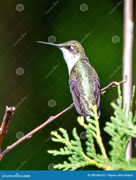 Hummingbird Photo And Image Close Up Rear View Perched On A Branch Displaying Beautiful