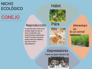 Nichos Ecologicos Para Conocer Nuestra Diversidad Pdf
