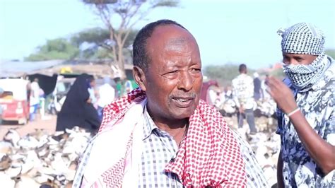 Dhaq Dhaqaaqa Kala Iibsiga Xoolaha Nool Ee Saylada Burco Oo Si Xawli Ah U Socda Gabiley News
