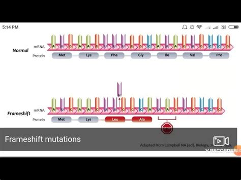 Frameshift Mutation Diagram