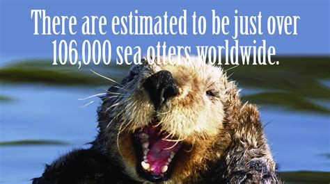Its Sea Otter Awareness Week Awesome Ocean