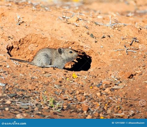 Desert Mouse Stock Image Image Of Nature Cautious Observe 12915881