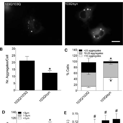 co expression of mutant htt and α syn alters htt aggregation pattern