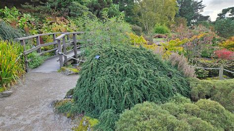 Cotoneaster Congestus Trees And Shrubs Online