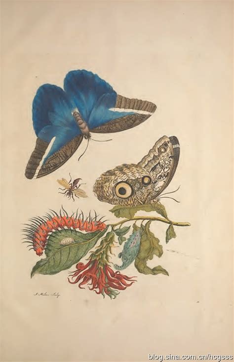《苏里南昆虫变态图谱》——玛丽亚·西比拉·梅里安（maria Sibylla Merian）