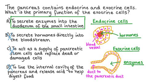 Pancreas Gland Function