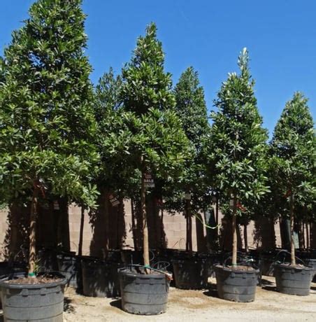 The Ultimate Privacy Hedge For Nevada The Japanese Blueberry
