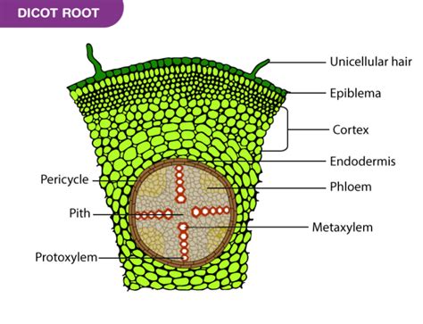 Draw A Neat Labelled Diagram Of Monocot Stem