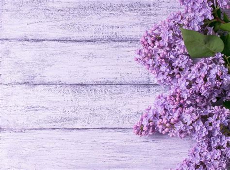 100 Lilac Backgrounds
