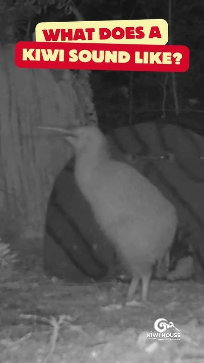 Ever Wondered What A Kiwi Sounds Like Nocturnal Nzwildlife Kiwicall