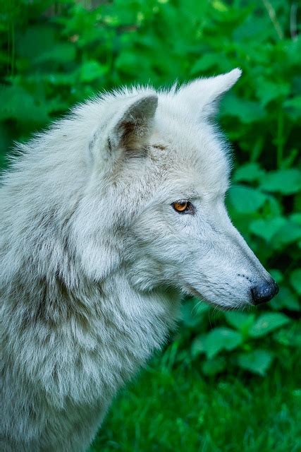 Lobo Natureza Predador Foto Gratuita No Pixabay Pixabay