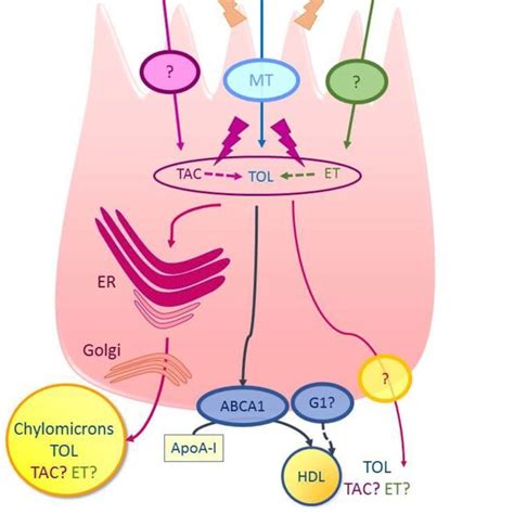 Uptake And Secretion Of Different Forms Of Tocopherol By Caco 2 Cells