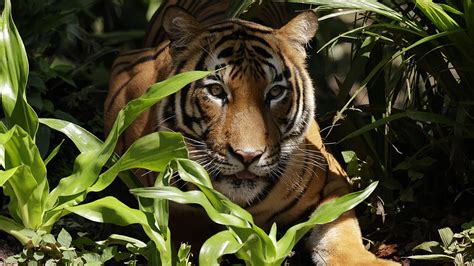Meet The Malayan Tiger At The Rock Cascade Rainforest Wild Asia Eng