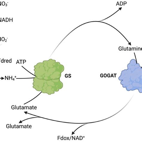 Scheme Of The Nitrate Reduction And Ammonium Assimilation By The