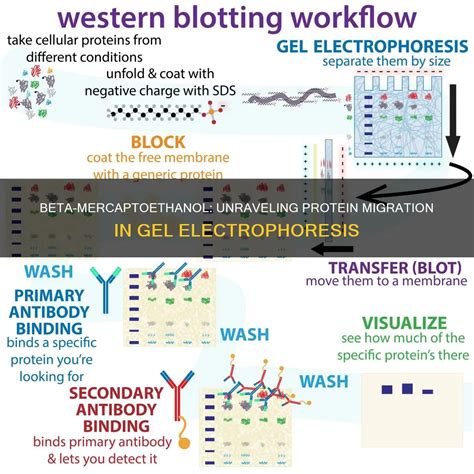 Beta Mercaptoethanol Unraveling Protein Migration In Gel Electrophoresis Medshun