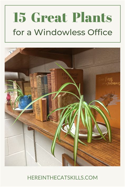 15 Plants For A Windowless Office Best Office Plants For No Light Or Windows