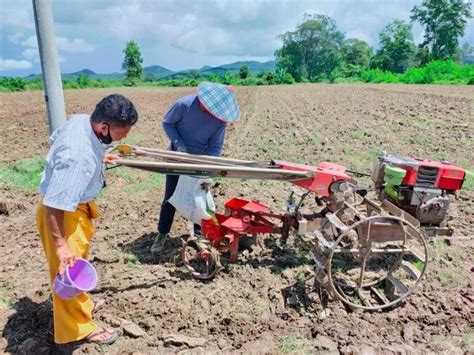 မောက်မယ်၌ နေကြာနှင့်ပဲတီစိမ်းသီးနှံသီးညှပ်စိုက်ခင်း မျိုးသန့်ပွားမ