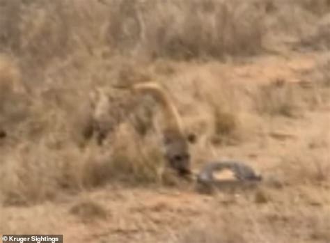 Sneaky Hyena Creeps Up And Snatches An Impala From The Coils Of A Huge Python Daily Mail Online
