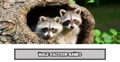 400 Famous And Cute Raccoon Names And Generator With Meanings