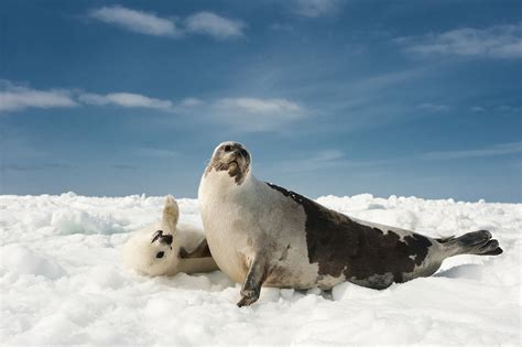 Harper Seal Adults