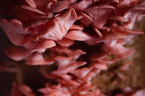 Gut Immune Axis How Microbes Shape Your Immunity Enviromedica