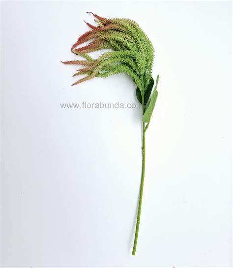 Amaranthus Green Pink Short Stem Florabunda