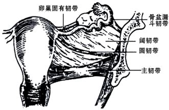 持续更新分享《妇产科学》学习资料！！——女性生殖系统解剖 知乎
