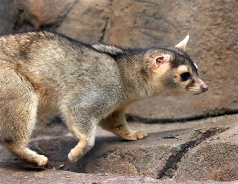 Ringtail