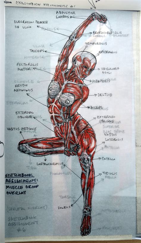 Art Human Anatomy At Jean Begaye Blog