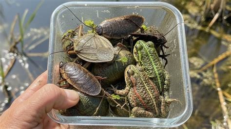 Catching Water Cockroaches Snails And Toads Along The Riverside Wild Hunt Nature Bug Vlog