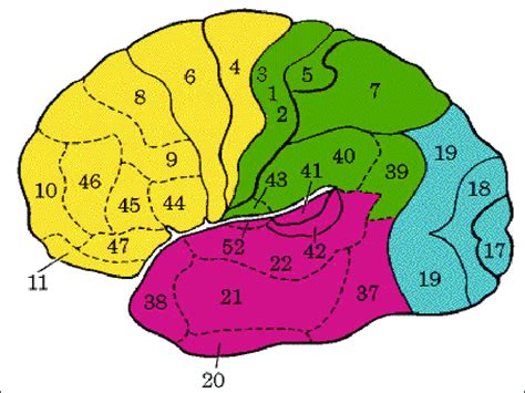 Sagittal View Of The Celebral Cortex And The Brodmanns Areas