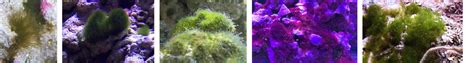 Algae Outbreak In Reef Tanks Identification Causes And Solutions
