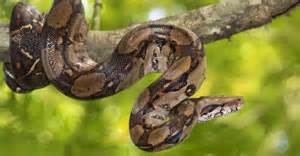 From Courtship To Asexual Reproduction Unraveling Snake Breeding