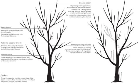 Pruning Diagram At Christie Llamas Blog