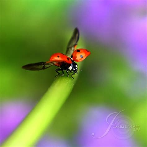 Flight Of The Ladybug The Ladybug World