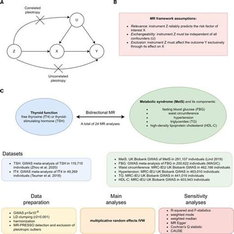 Thyroid Function And Metabolic Syndrome A Two Sample Bidirectional Mendelian Randomization
