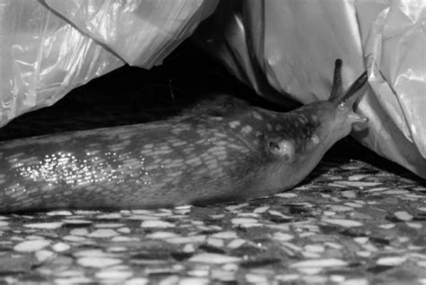 Limaces Dans La Maison 8 Solutions Efficaces Et Naturelles