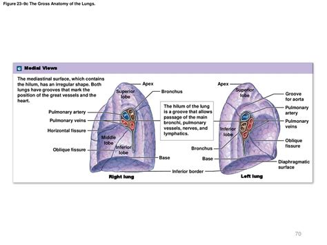 Fundamentals Of Anatomy And Physiology Ppt Download
