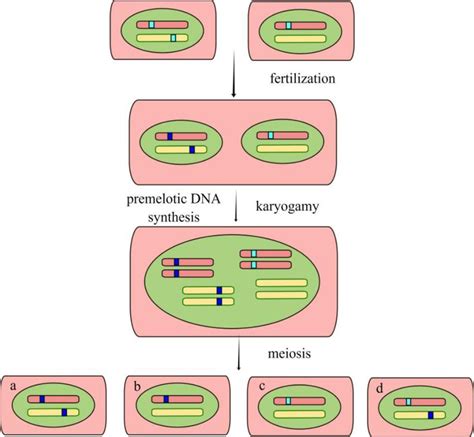 Fertilization Process Chromosomes