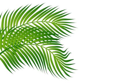 Leaf Element Design Premium Vector