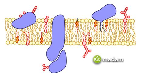 Function Of Cholesterol In Cell Membrane Biomadam