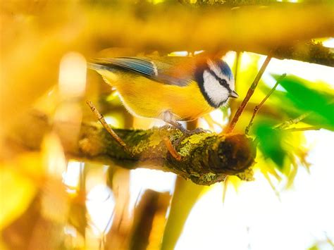 Great Tit Bird Perched Free Photo On Pixabay