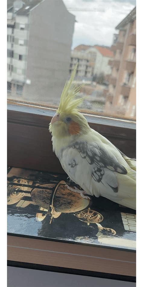 My Bird Coffy Passed Today Rcockatiel