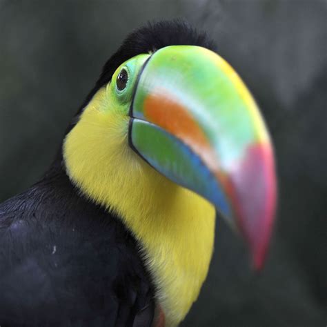 Keel Billed Toucan Rainforest Alliance