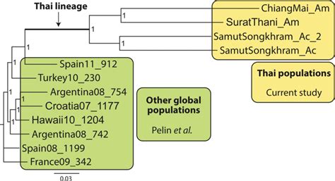 Unrooted Phylogenetic Tree Obtained Based On Bayesian Markov Chain