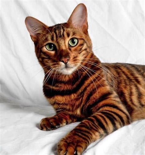 Tiger Cat Etchings And Engravings Art And Collectibles Jan