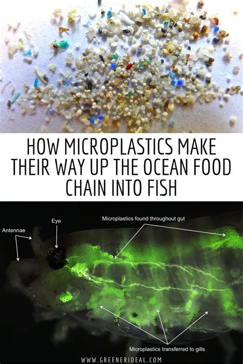 Micro Plastics Are Defined As Particles Less Than 5mm Across A Range