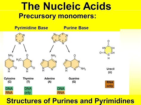 Nucleic Acids Metabolism And Disorders Ppt Video Online Download
