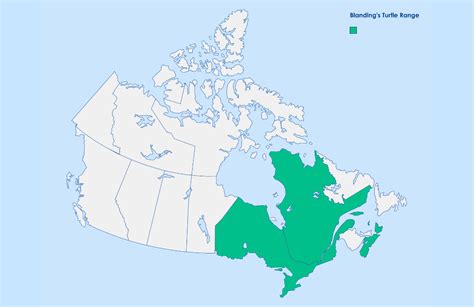 Blandings Turtle Nature Canada